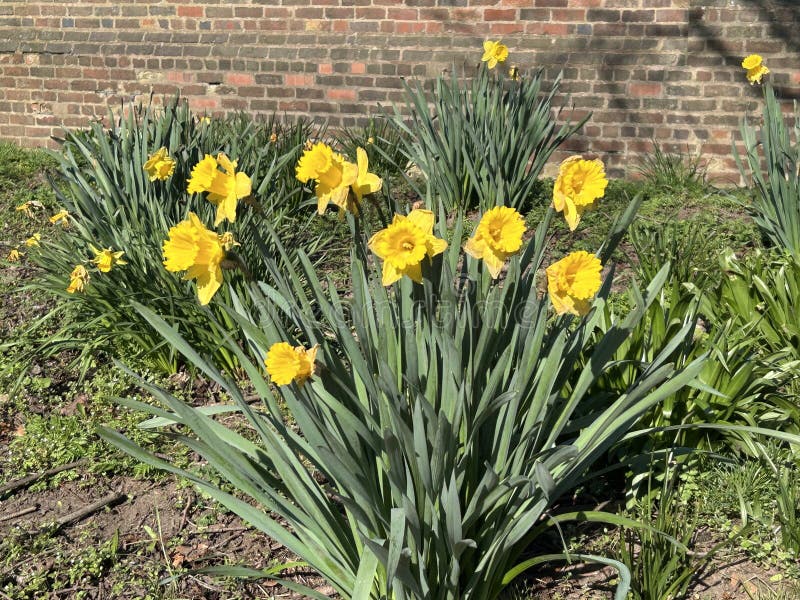 A Bunch of Daffodils Taken in Spring Stock Image - Image of wild, park ...
