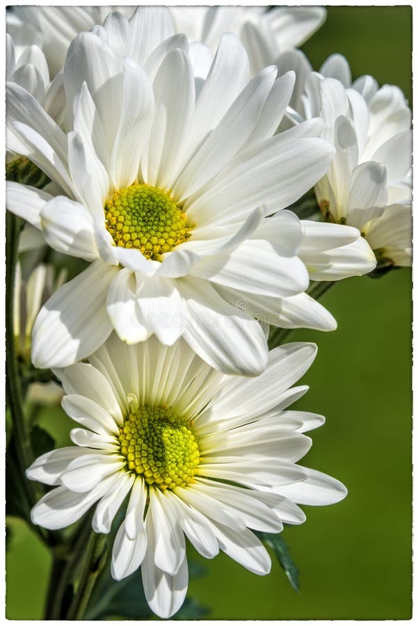 Bunch of Daisies stock photo. Image of flower, daisy - 61037724