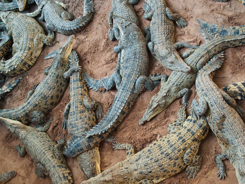 Bunch of Dangerous Crocodiles Stock Photo - Image of heap, croc: 14471194