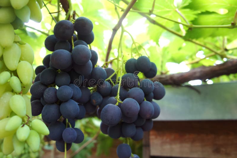 Bunch of Dark Black Grapes on Grapevine in Vineyard Stock Image - Image ...