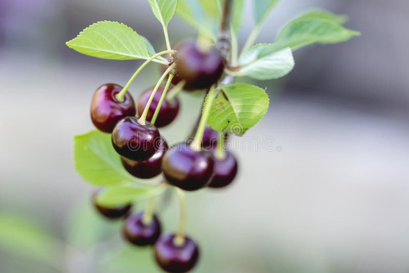 A Bunch of Dark Red Ripe Cherries Hanging on a Branch of a Cherry Tree ...