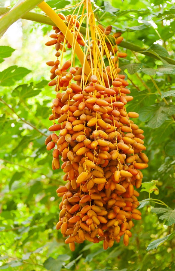 Bunch of dates stock image. Image of hanging, nature - 22098759