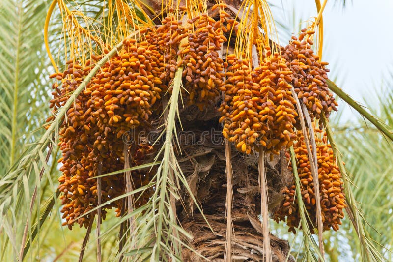 Bunch of dates stock photo. Image of tasty, delicious - 22098760