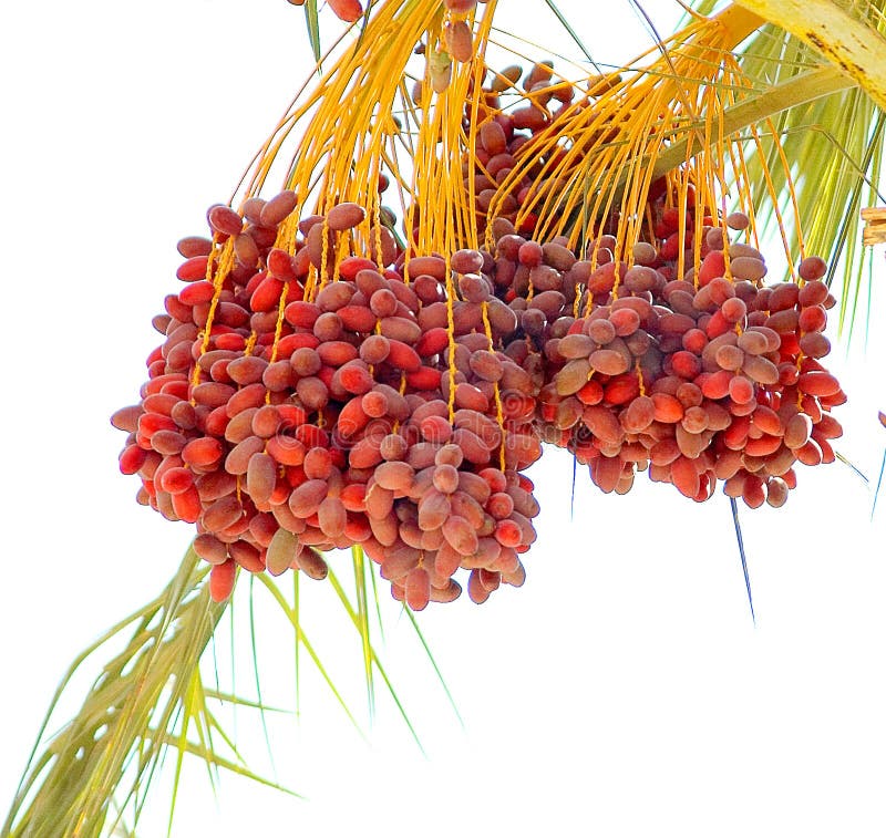 Fresh red dates stock photo. Image of food, farm, arabic - 24225216