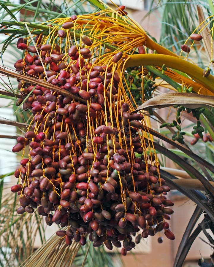A Bunch of Dates on Date Palm Stock Image - Image of high, beauty: 59630107
