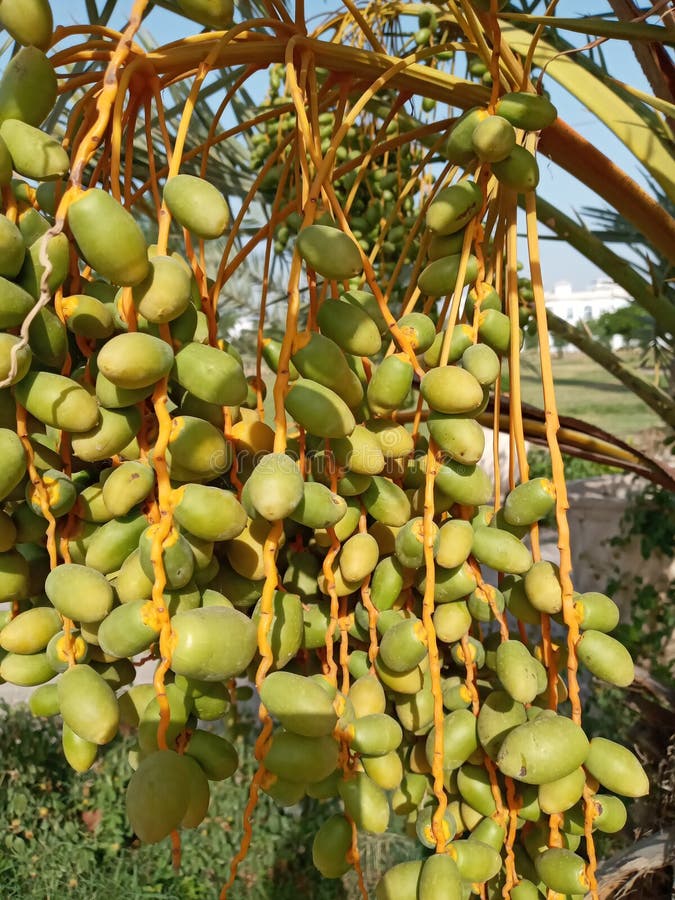 Bunch of Dates Fruits Growing on Palm Tree Close Up Stock Photo - Image ...