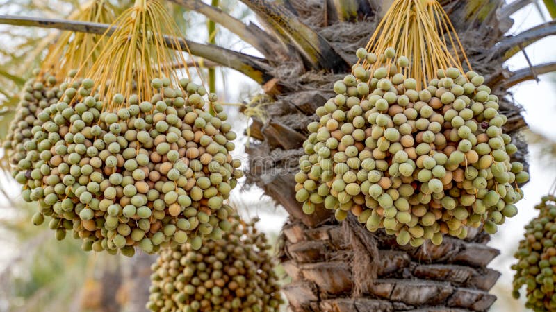 Bunch of Dates at a Dates Tree at a Plantation Stock Image - Image of ...