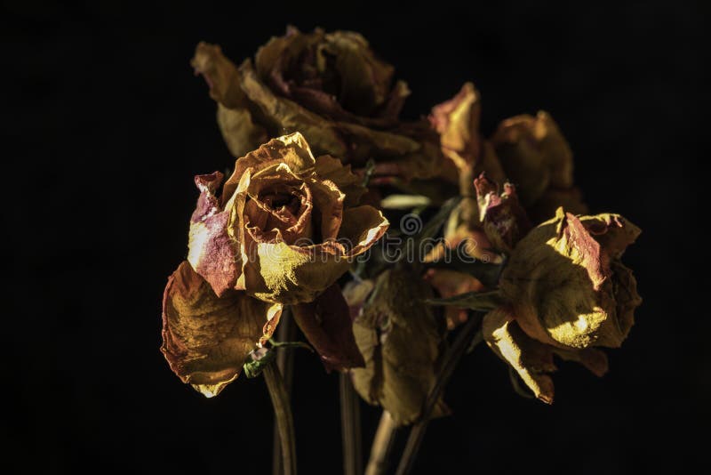 Dry Red Roses. Dead Flowers, Faded. Rose Bouquet, Close Up. Dying Love ...