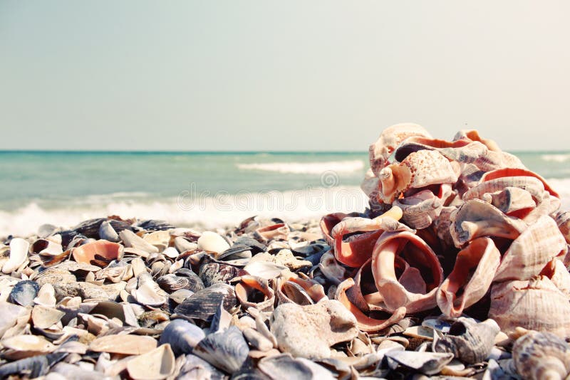 Bunch of Different Sea Shells Stock Photo - Image of closeup ...