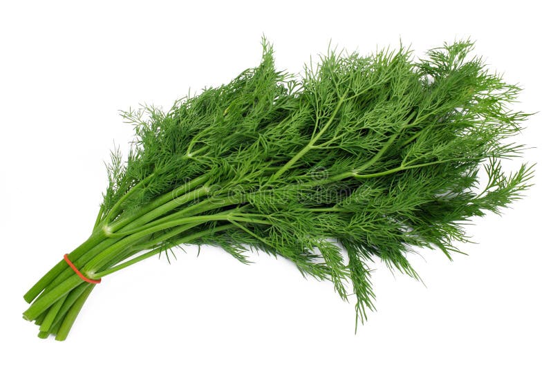 Bunch of Dill Fronds, Dill Weed or Dillweed, a Culinary Herb Stock ...