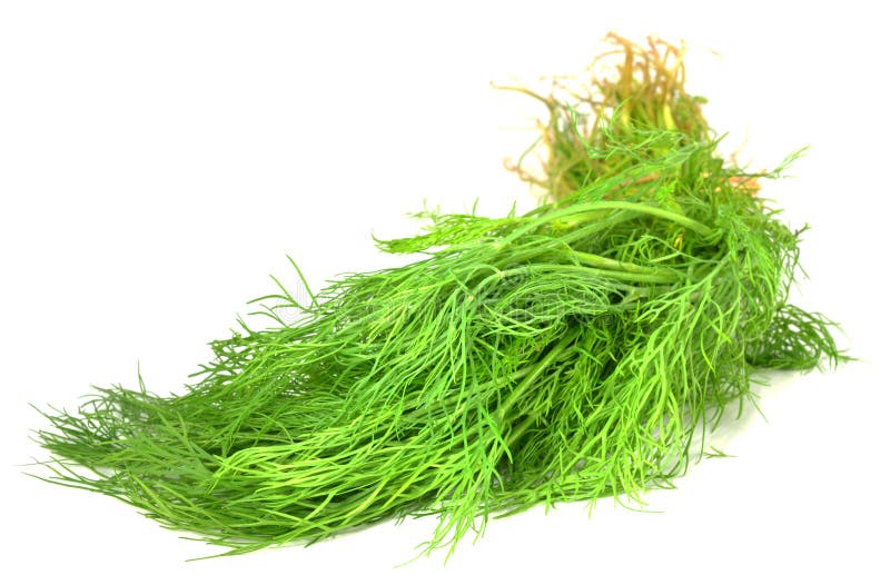Bunch of Dill Fronds, Dill Weed or Dillweed, a Culinary Herb Stock ...