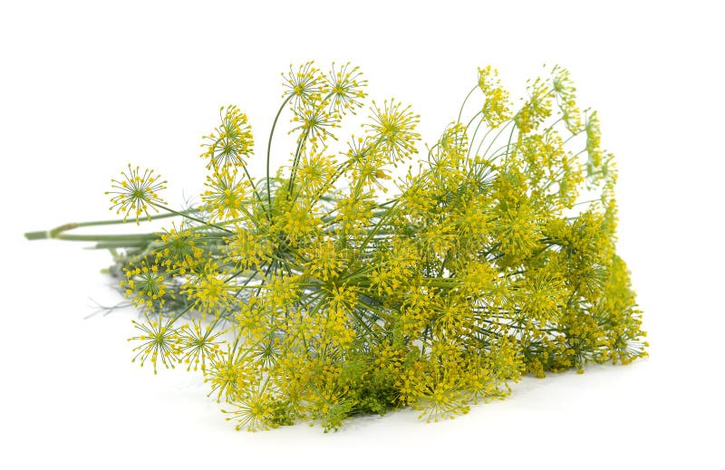 Umbellate Cluster Stock Photos - Free & Royalty-Free Stock Photos from ...