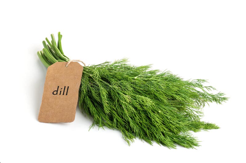 Bunch of Dill with Tag Isolated on White Stock Image - Image of closeup ...