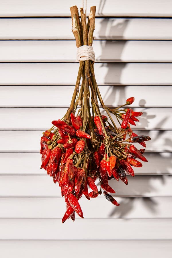 Bunch of Dried Chilli Peppers Hanging in Sun Stock Photo - Image of ...