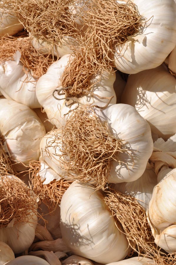 Bunch of dried garlic stock photo. Image of harvest, plant - 79728654