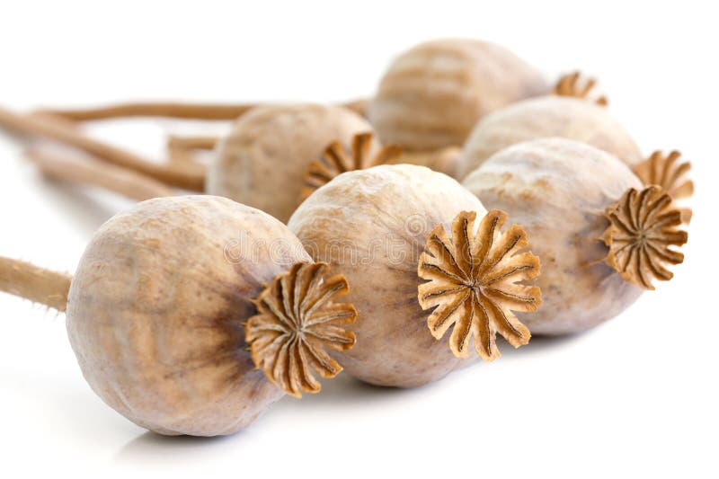 Dried poppy seeds pods stock image. Image of white, flower - 6245675