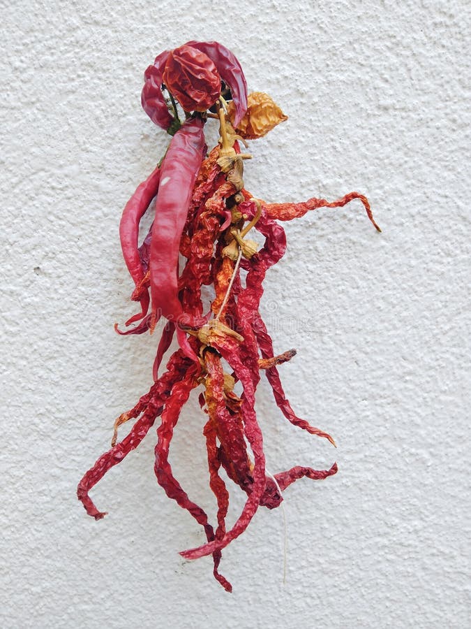 Bunch of Dried Red Chilli Peppers Stock Image - Image of light, wall ...