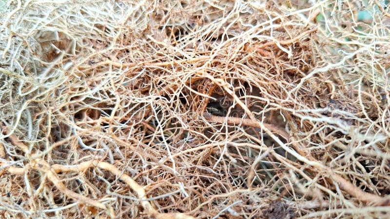 A Bunch of Dried Up Plant Roots Stock Image - Image of dried, nature ...