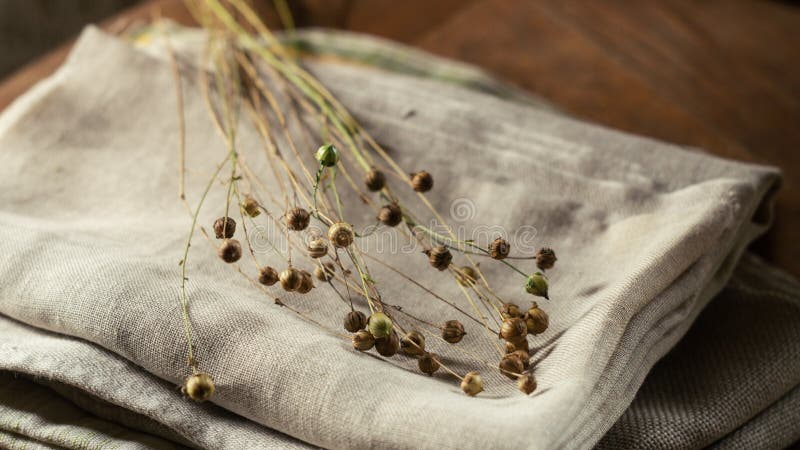 Bunch of Dry Flax Plants on Linen Cloth Stock Image - Image of textile ...