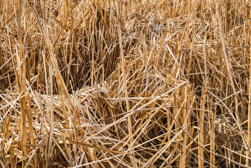 Bunch of dry reeds areas stock photo. Image of river - 135353610