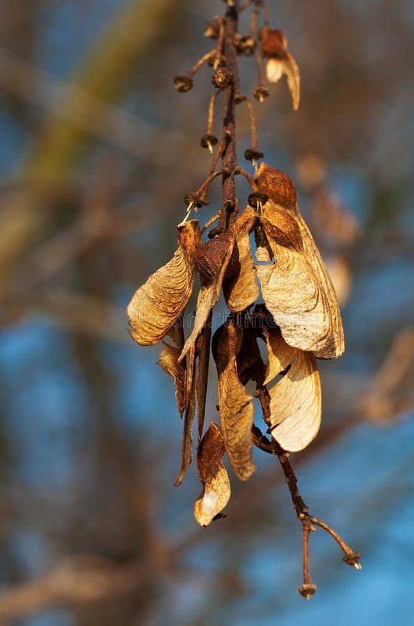 Bunch of Dry Seeds and Achenes of Maple Tree Stock Photo - Image of ...