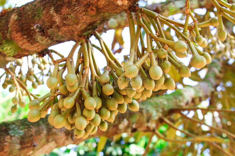 Durian flower stock image. Image of flower, durianflower - 134177561