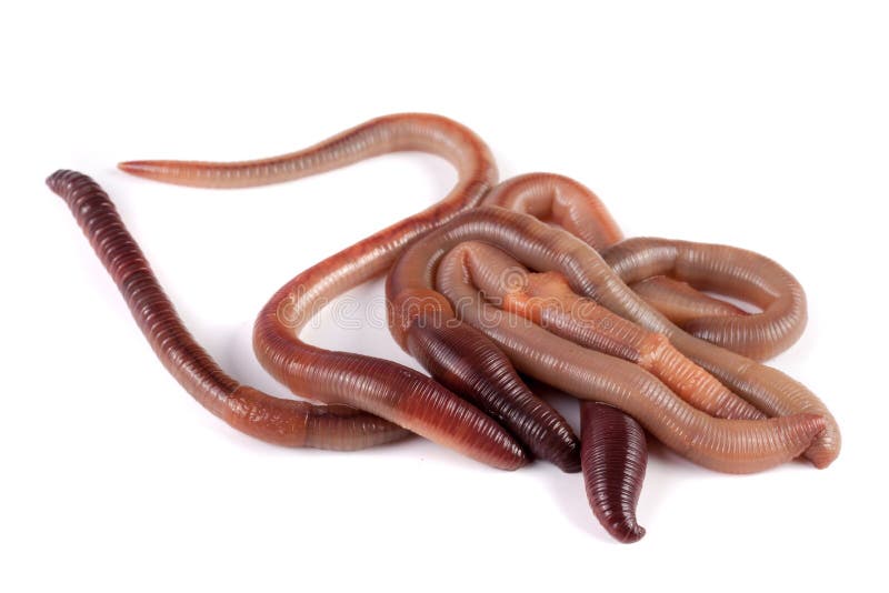 Pink Earthworms in Garden Soil. Ground Cutaway with Worms Stock Vector ...