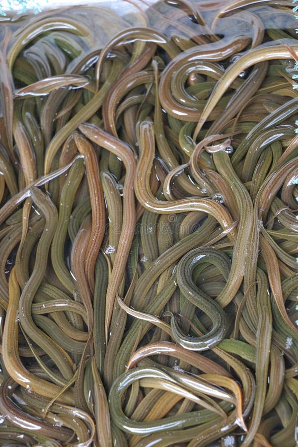 Bunch of Eels in Fish Market in Shanghai, China Stock Image - Image of ...