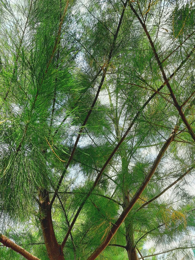 A Bunch of Evergreen Tree Branches in the Tropics Stock Photo - Image ...