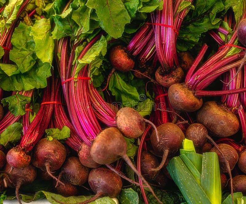 Bunch of Farm Fresh Beetroot Stock Photo - Image of white, panoramic ...