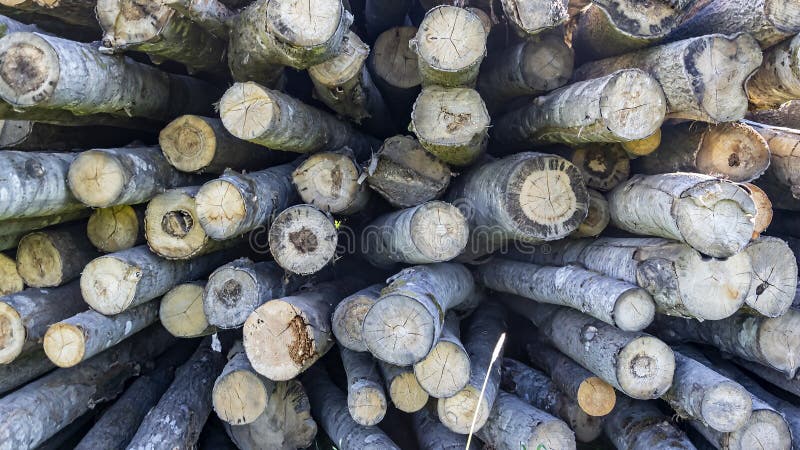 Felled Trees in the Forest in Early Spring Stock Image - Image of ...