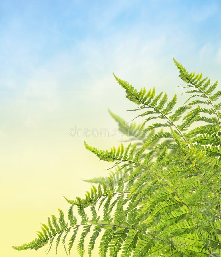 422 Border Ferns Stock Photos - Free & Royalty-Free Stock Photos from ...