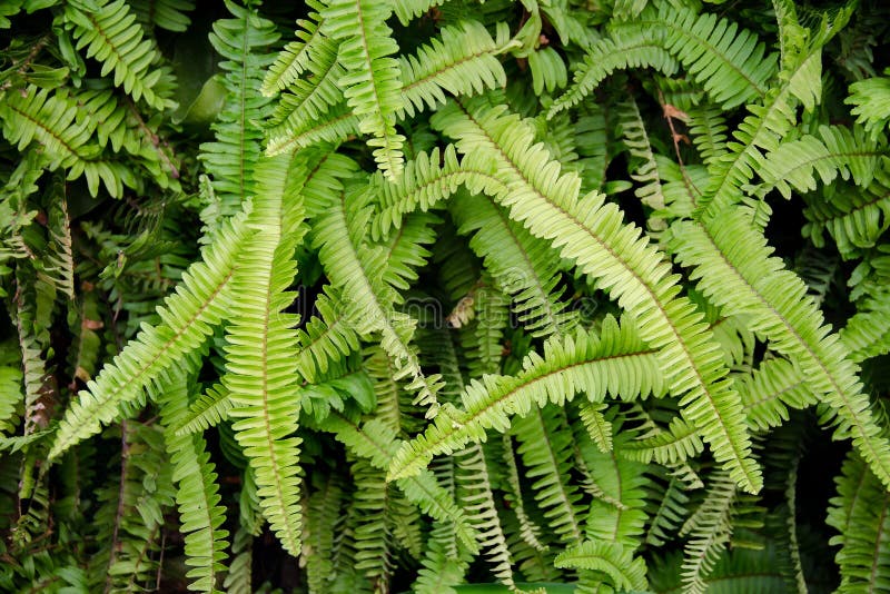 Greem bunch of fern leaves stock image. Image of isolated - 196328821