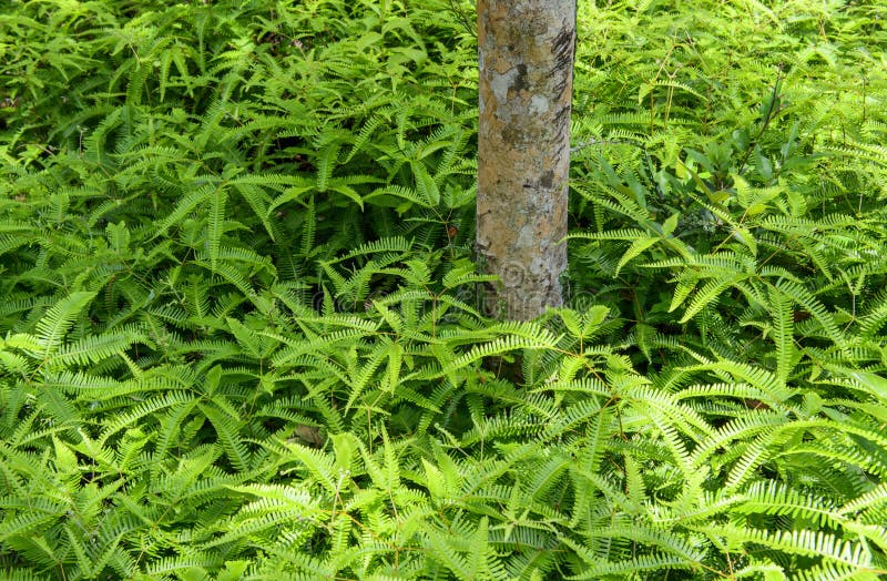 Bunch of fern leaves stock image. Image of frame, fern - 76351215