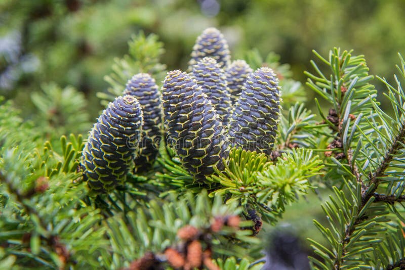 Fir tree cones stock image. Image of cone, blue, pinecone - 149955365