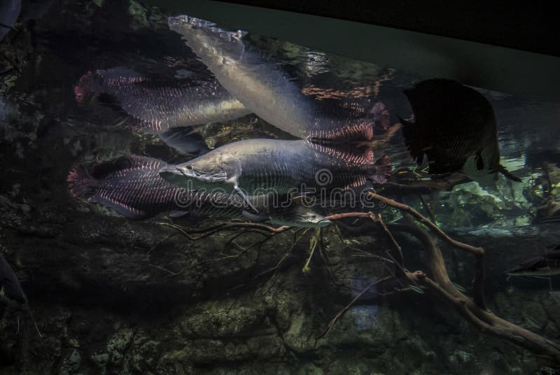 Inside of an aquarium stock image. Image of tank, nature - 99432643