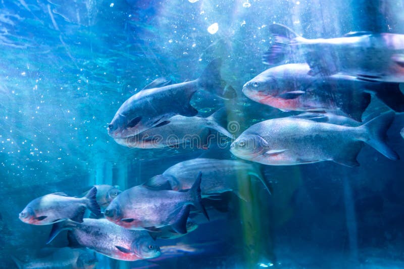 Bunch of Fish in Clear Blue Water from Different Angle Stock Image ...