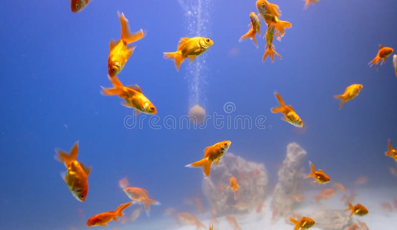 Bunch of Fish in Clear Blue Water from Different Angle Stock Photo ...