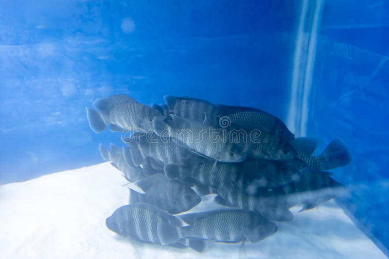 Bunch of Fish in Clear Blue Water from Different Angle Stock Image ...