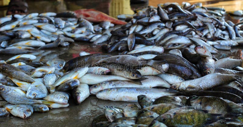 Bunch of Fish of Different Varieties are Loaded in Fish Market in India ...