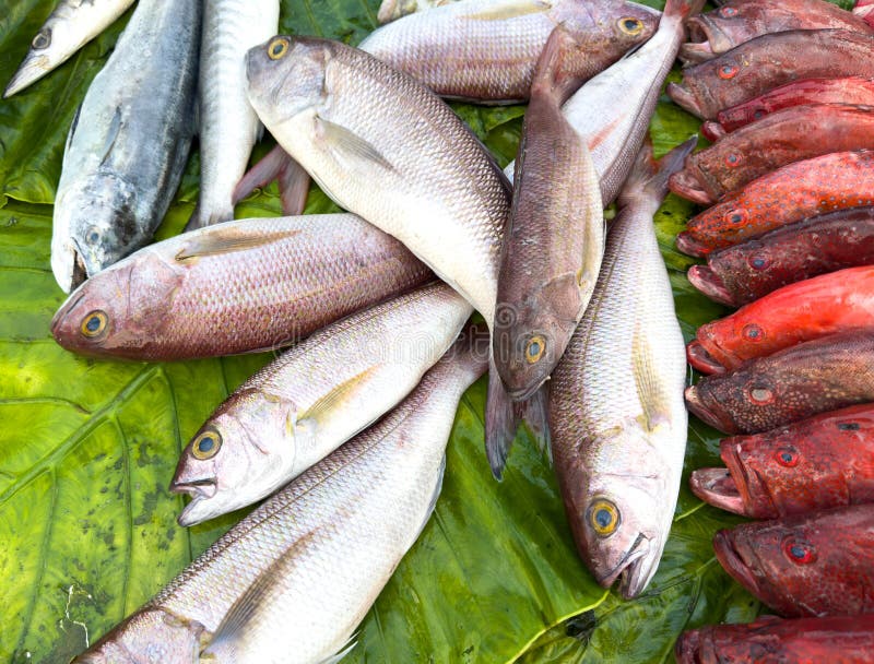 A Bunch of Fish are on a Green Leaf Stock Image - Image of fish ...