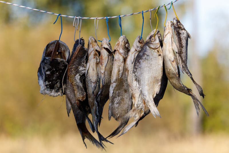 A Bunch of Fish Hanging on a Line To Dry Stock Photo - Image of ...