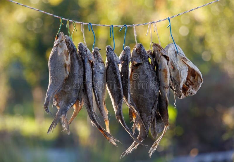 A Bunch of Fish Hanging on a Line To Dry Stock Image - Image of summer ...