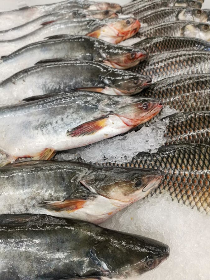 Bunch of fish stock image. Image of bream, meat, catch - 342906619