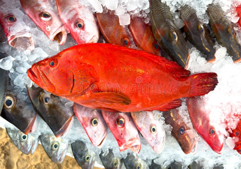 A Bunch of Fish are on Ice, Including a Red Fish Stock Photo - Image of ...
