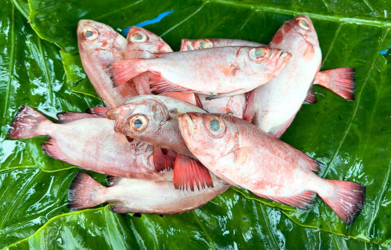A Bunch of Fish are on a Leaf Stock Photo - Image of market, nature ...