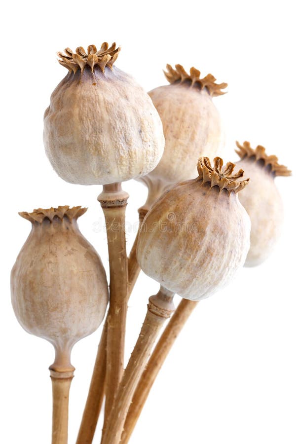 Bunch of Five Dried Poppy Seed Pods on White. Stock Image - Image of ...