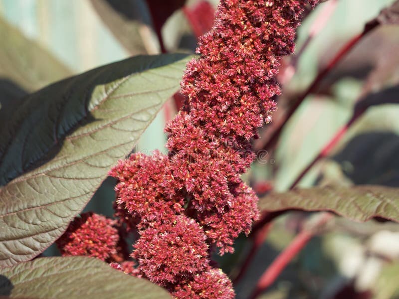 A Bunch of Flowering Amaranth Plant, Red Inflorescence. Amaranth Close ...