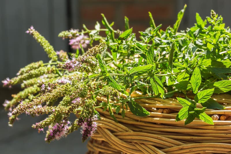 Bunch of Flowering Mint on a Wicker Basket Stock Photo - Image of ...