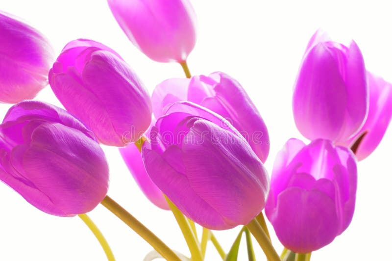 Bunch of flowers stock photo. Image of isolated, decor - 2399046